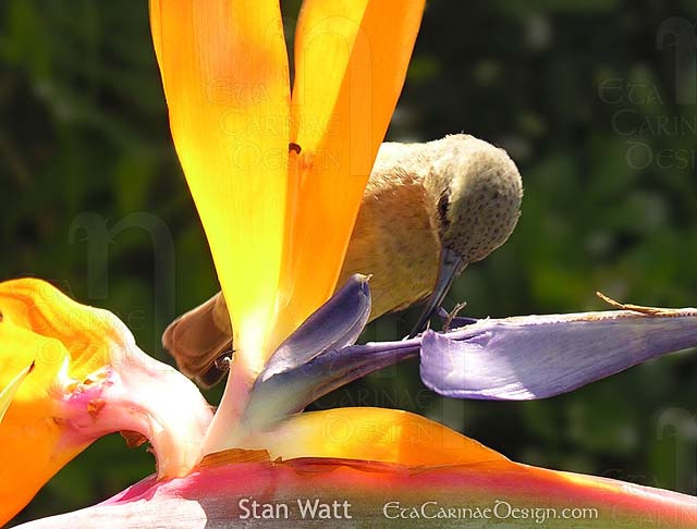 Art and Illustration